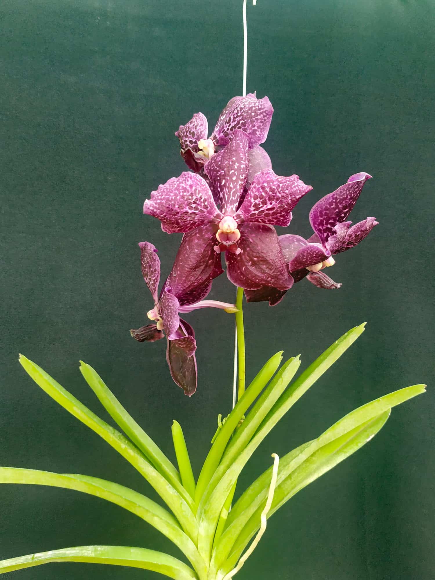 Vanda Lilas Estreita - Orquidário Bahia