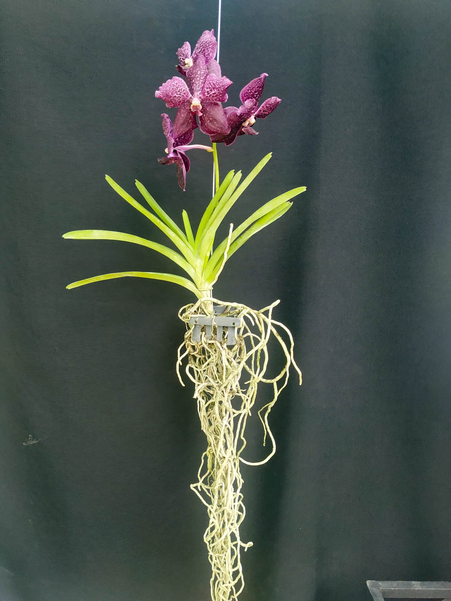 Vanda Lilas Estreita - Orquidário Bahia